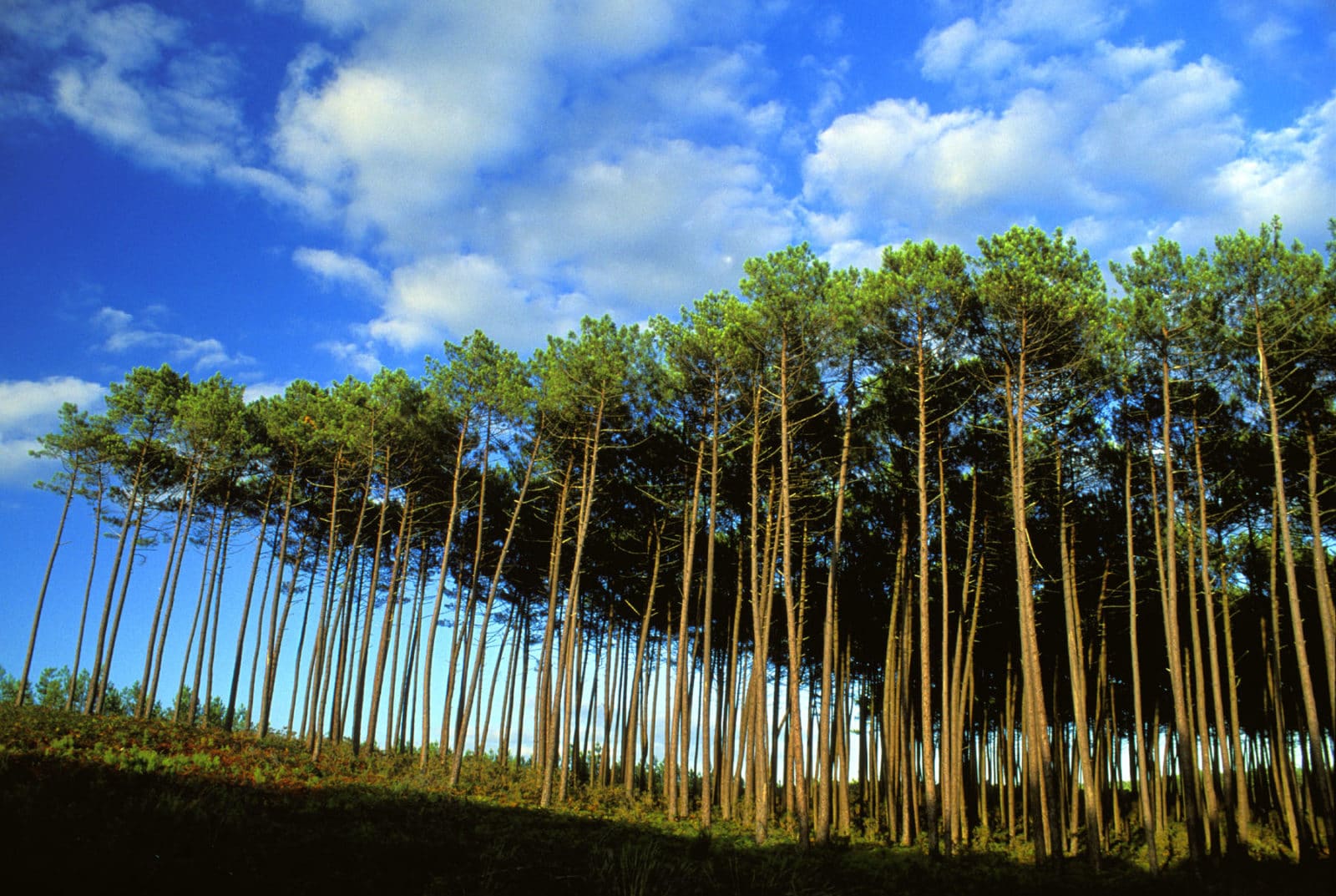 La forêt à Seignosse - randonnée et sentiers - Seignosse Tourisme